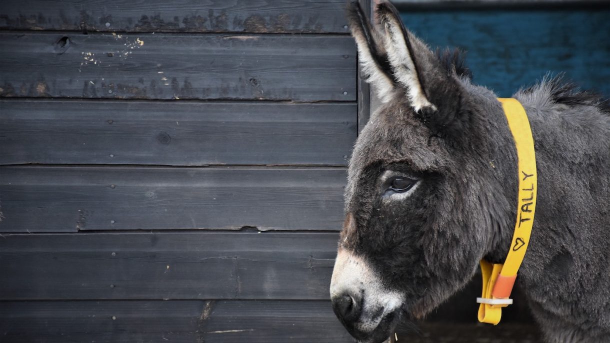 Security cameras needed to pin down pint-sized equine escape artist ...