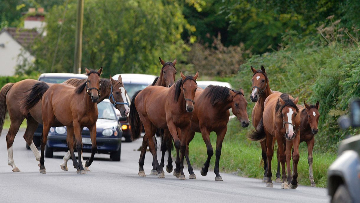 Stray horse schemes could save thousands in public money *H&H Plus ...