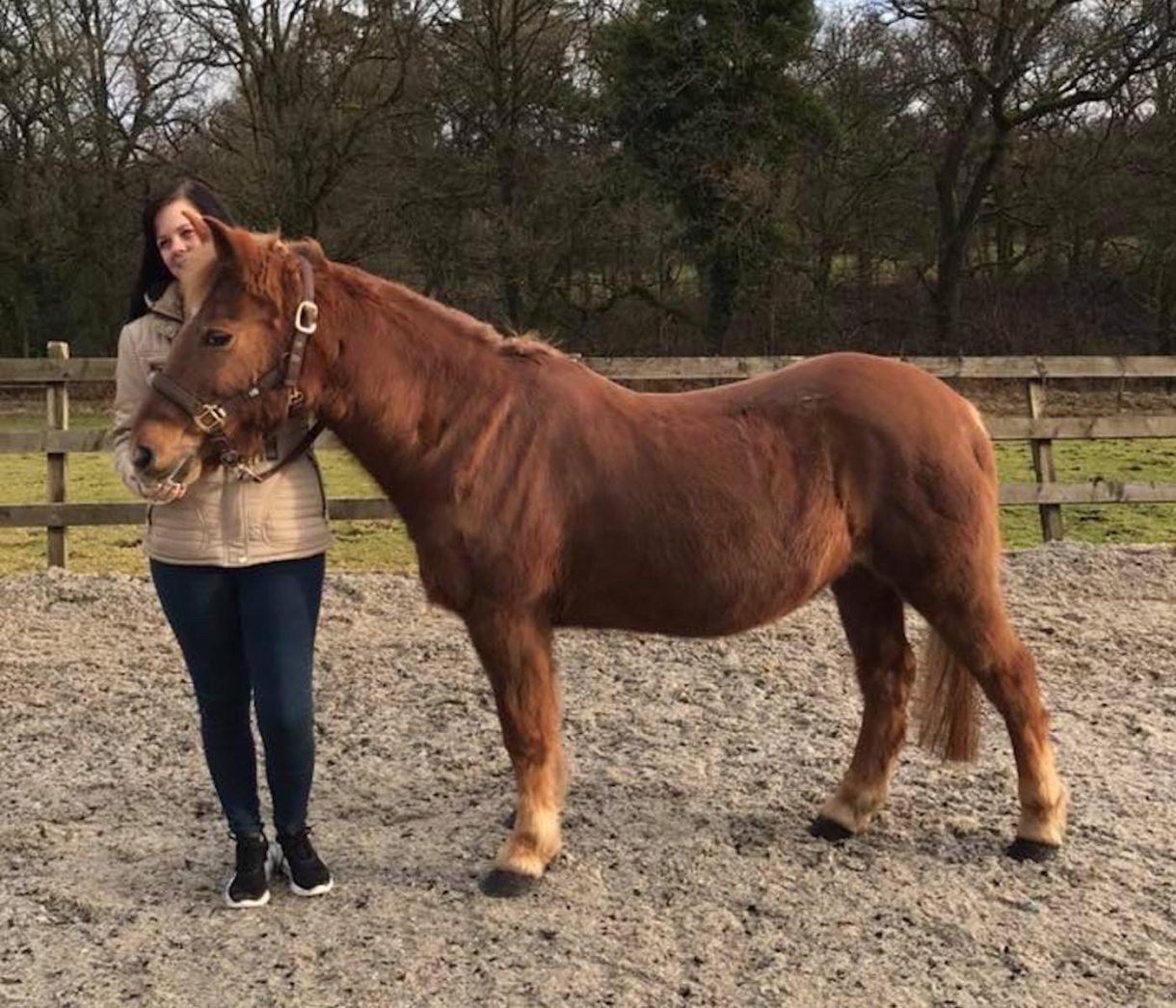 Tears as Thug the €1 showjumper saved from slaughter reunited with ...