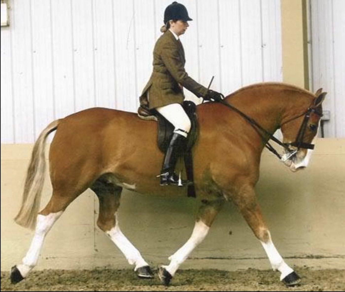 ‘He touched so many lives’: farewell to prolific showing hero ‘Bob the ...