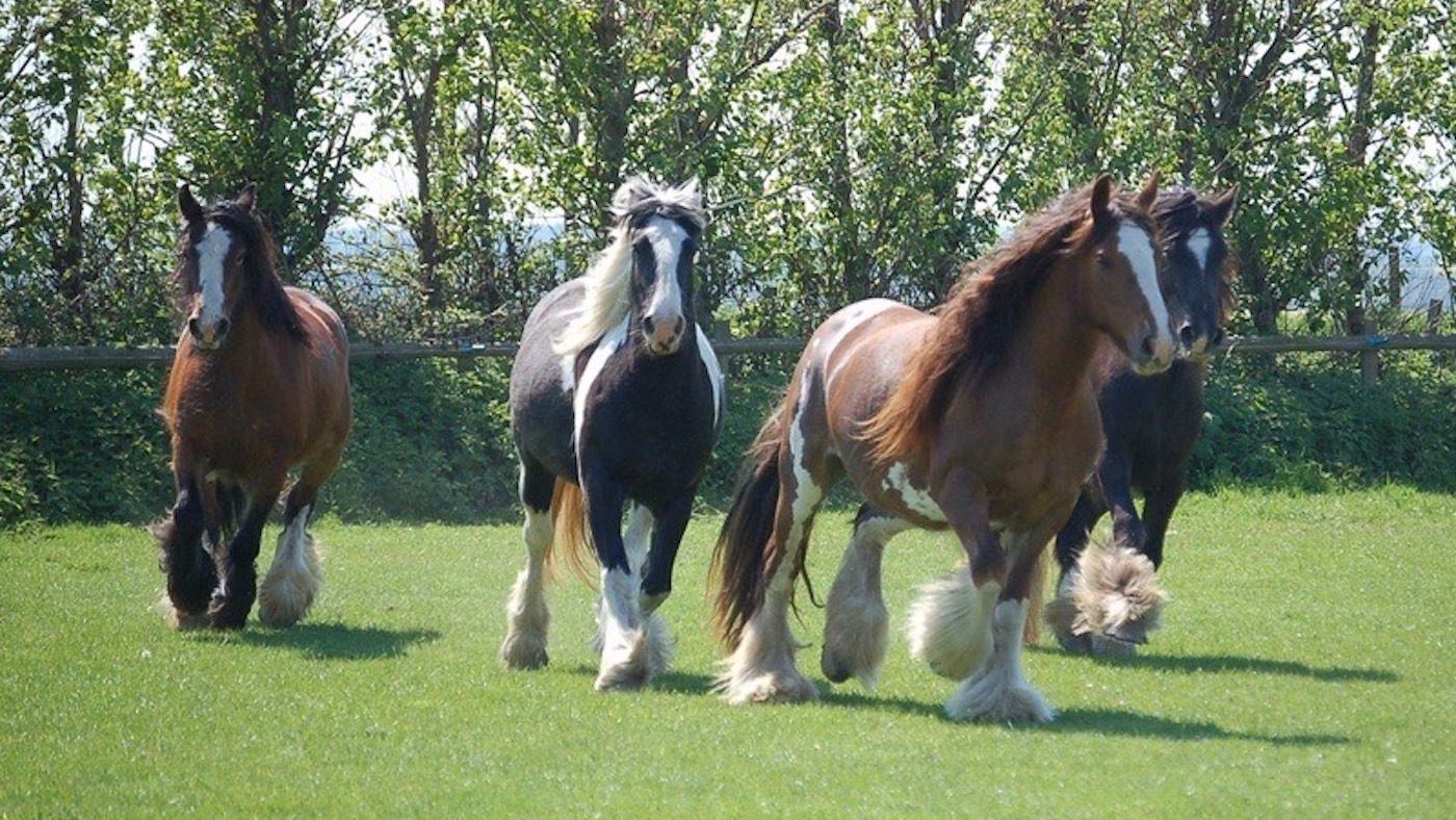 Working tirelessly for gypsy cobs: group celebrates new status - Horse ...