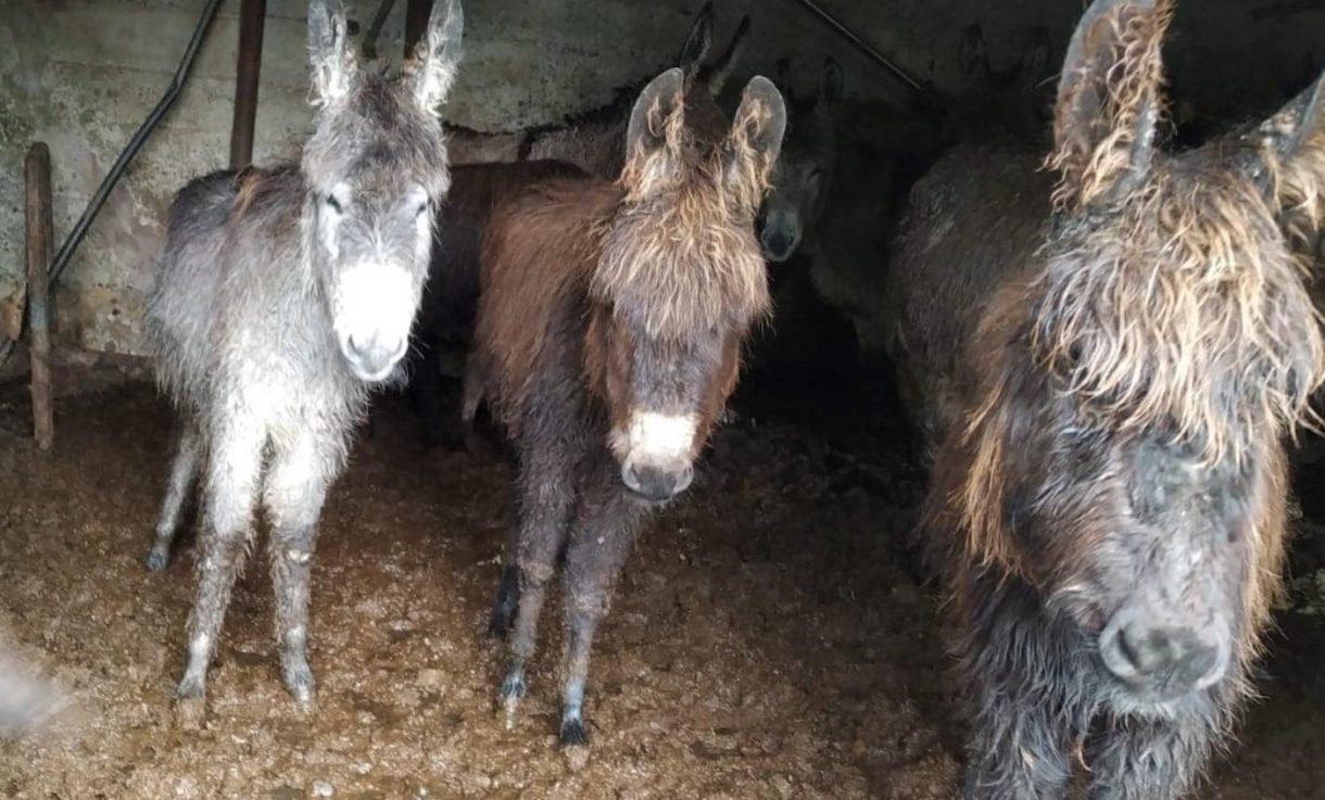 Donkey foals ‘step forward into life without fear’ after herd rescued ...