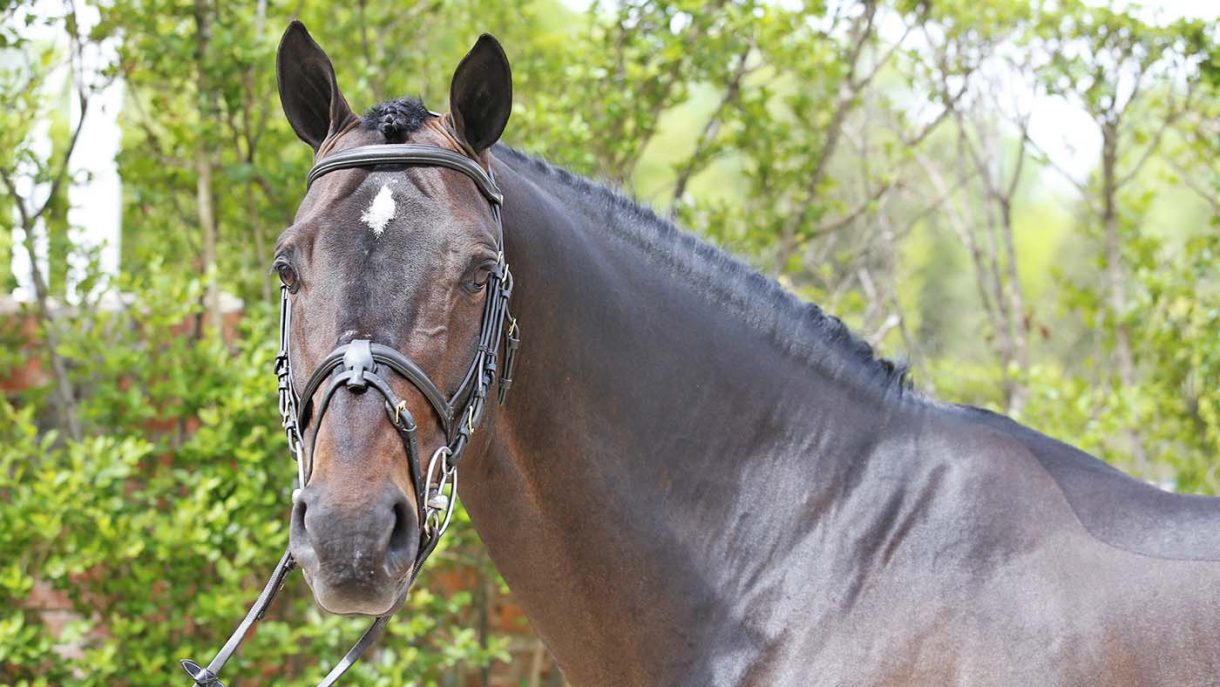 12 reasons John Whitaker and Argento captured our hearts - Horse & Hound