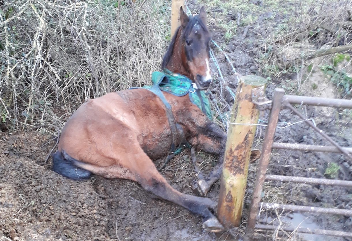 Thieves leave 34-year-old pony stuck in barbed wire fence - Horse & Hound