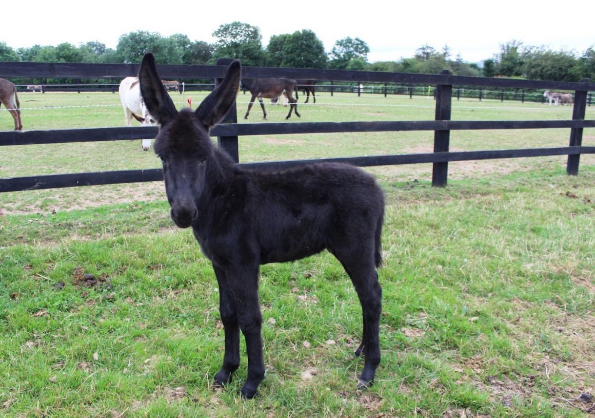 Donkey foals ‘step forward into life without fear’ after herd rescued ...