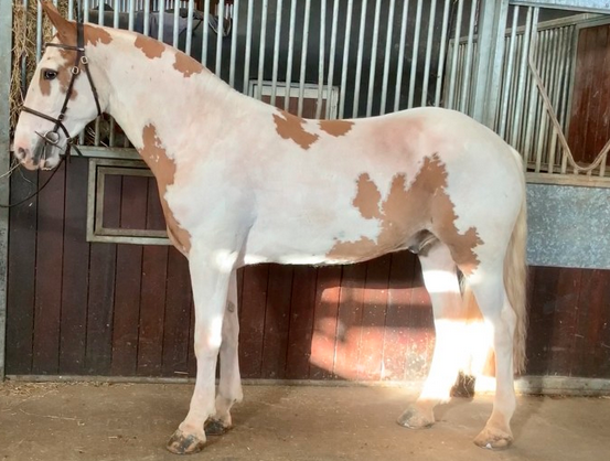 5 cool cobs you’ll want in your stable - Horse & Hound