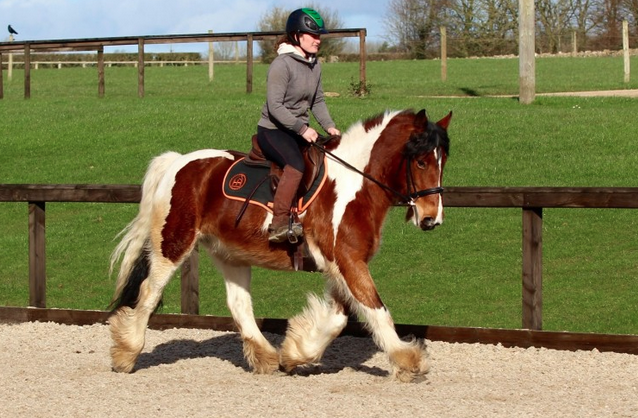 5 cool cobs you’ll want in your stable - Horse & Hound