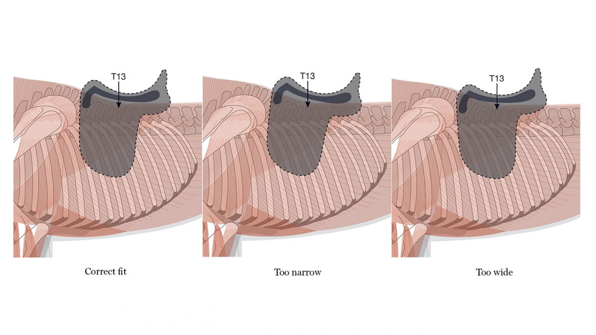 Saddles fitted slightly too wide are not better for horses’ backs ...