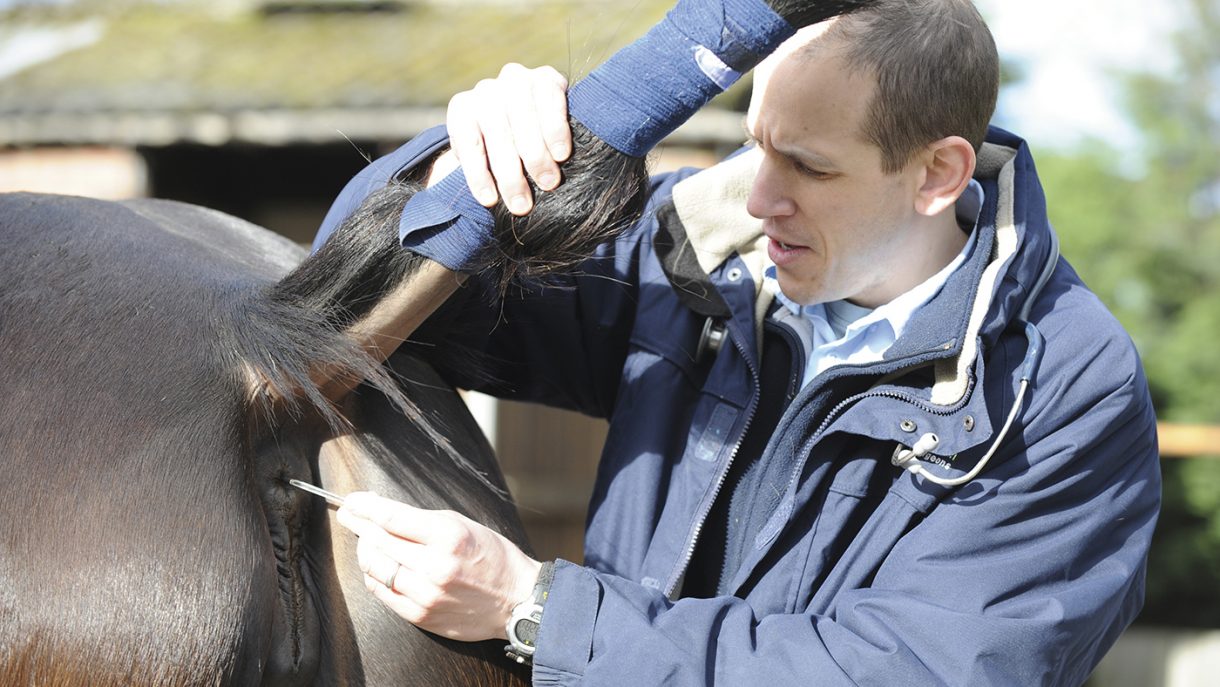 Owner’s pledge to help colic research after mare’s ‘traumatic’ death ...