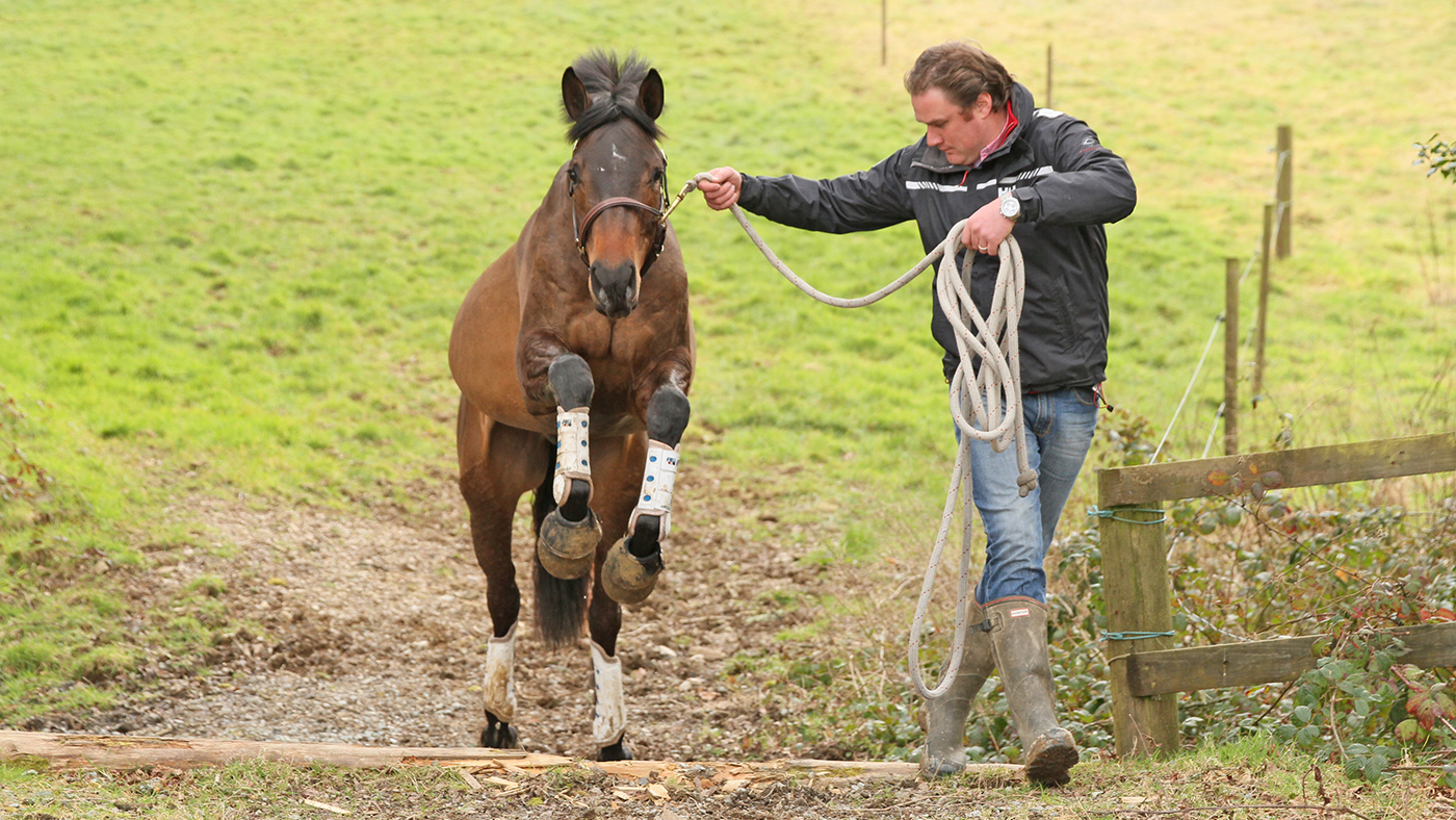 All in a day’s work: Cooley Farm horse dealer Richard Sheane *H&H Plus ...