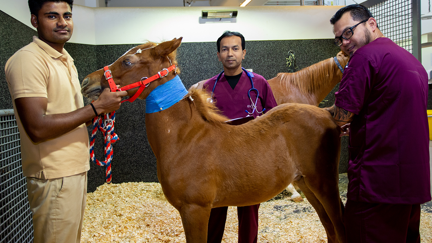 Take a look around Doha’s ground-breaking new veterinary centre - Horse ...