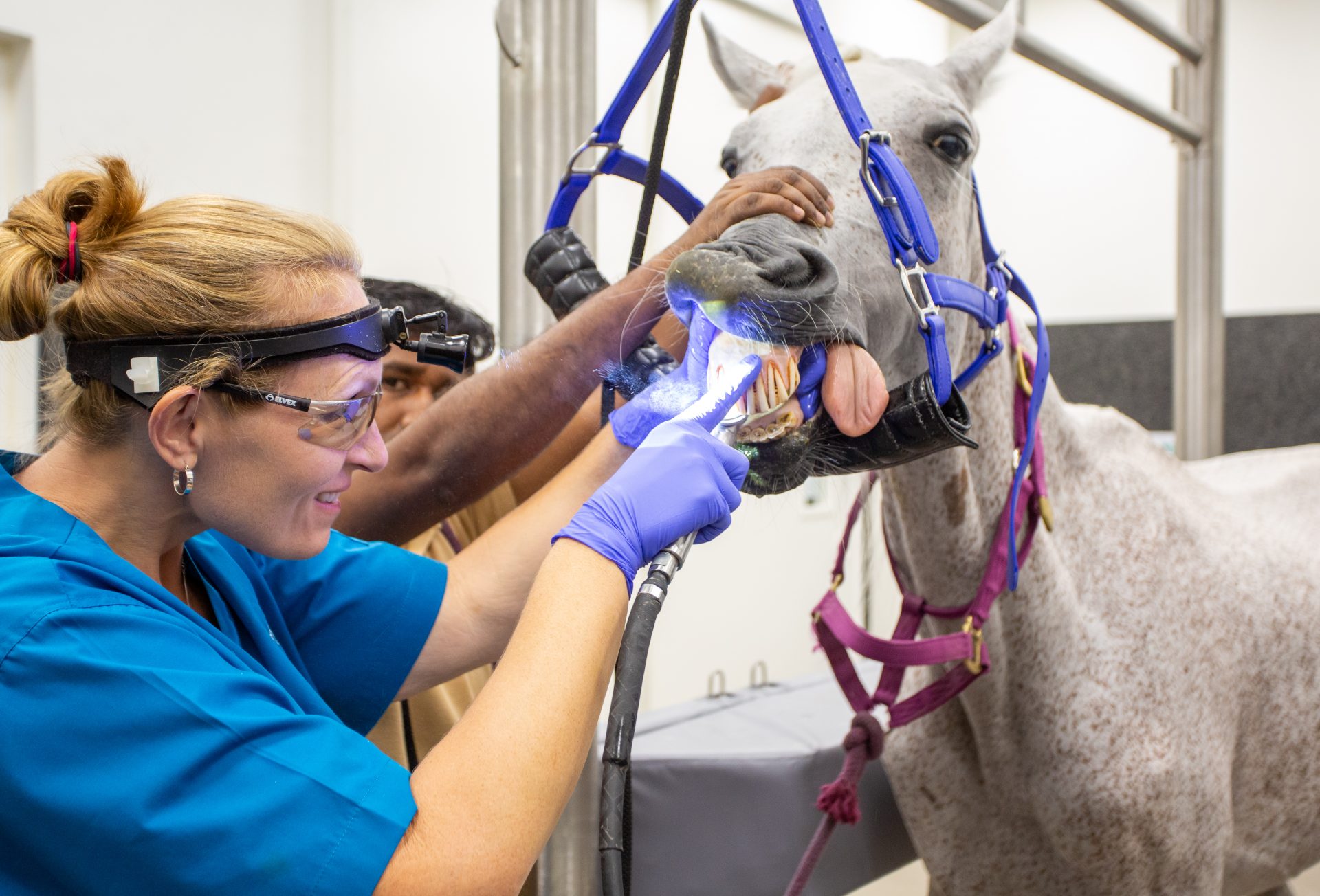 Take a look around Doha’s ground-breaking new veterinary centre - Horse ...