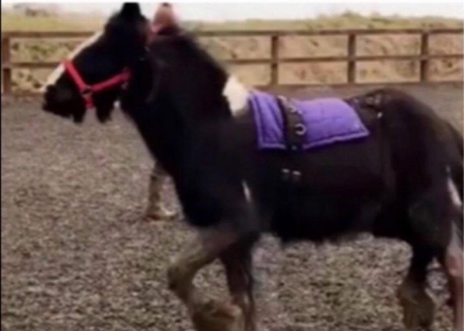 Alan the £5 pony who lived by a main road is heading to national ...