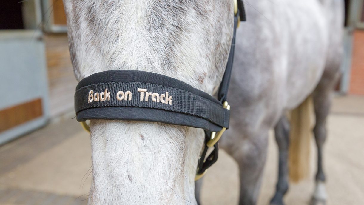 Back on Track Werano halter review | Horse & Hound