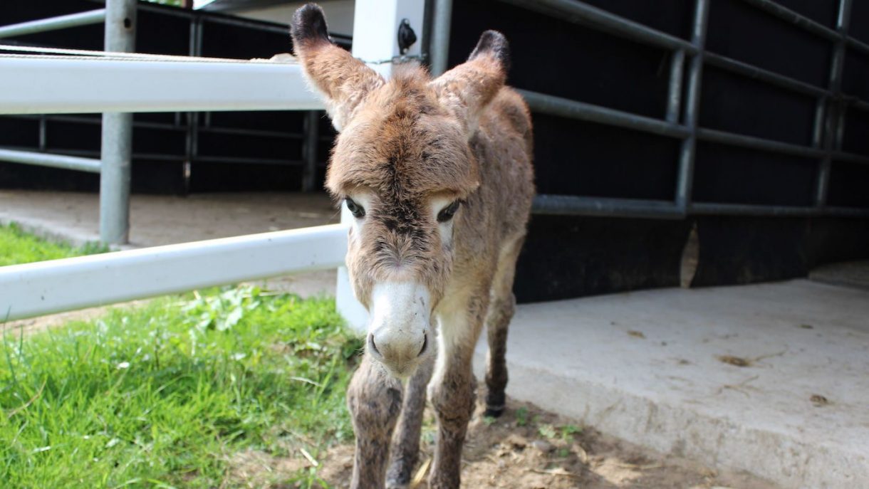 Donkey foal without a mother makes his way in the world with new-found ...