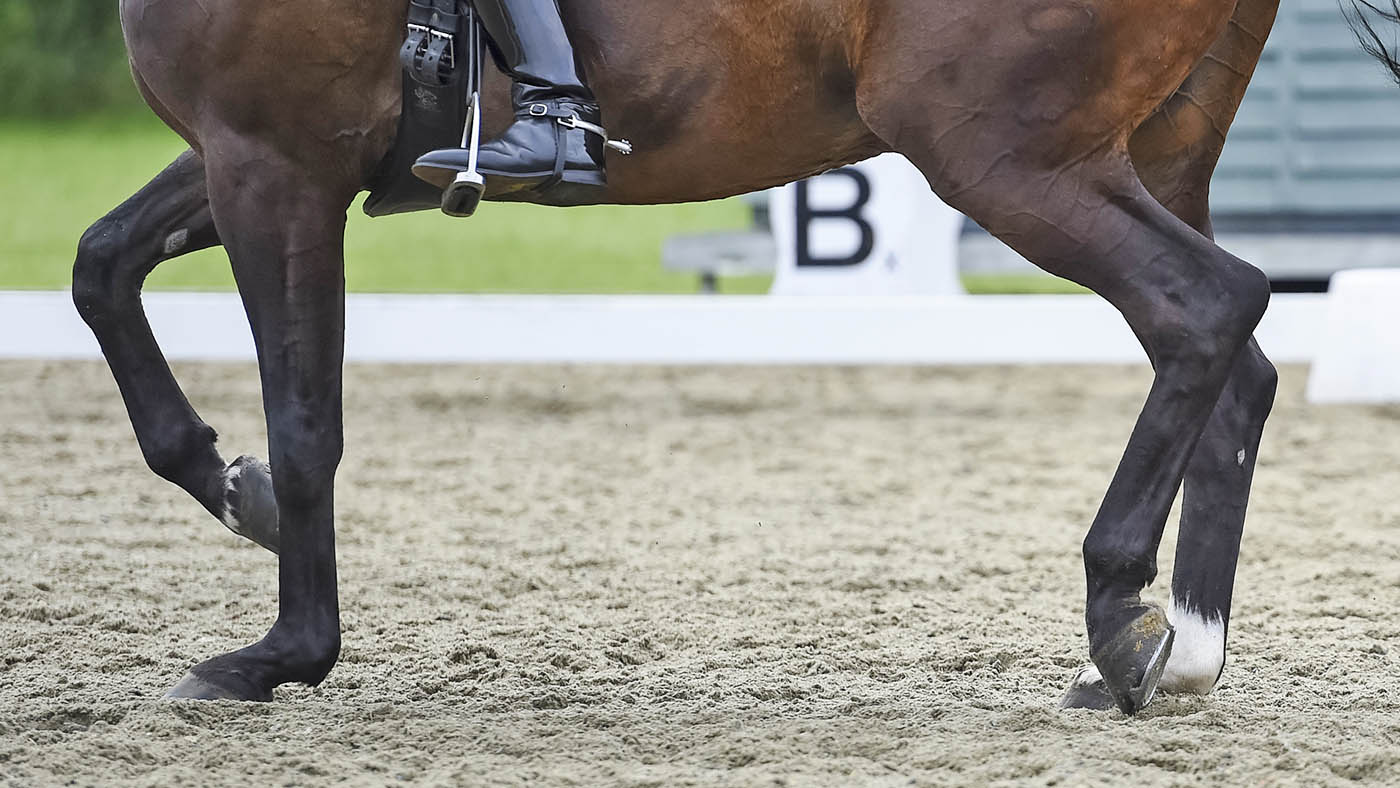 8 essential reminders for riders as dressage events prepare to resume ...
