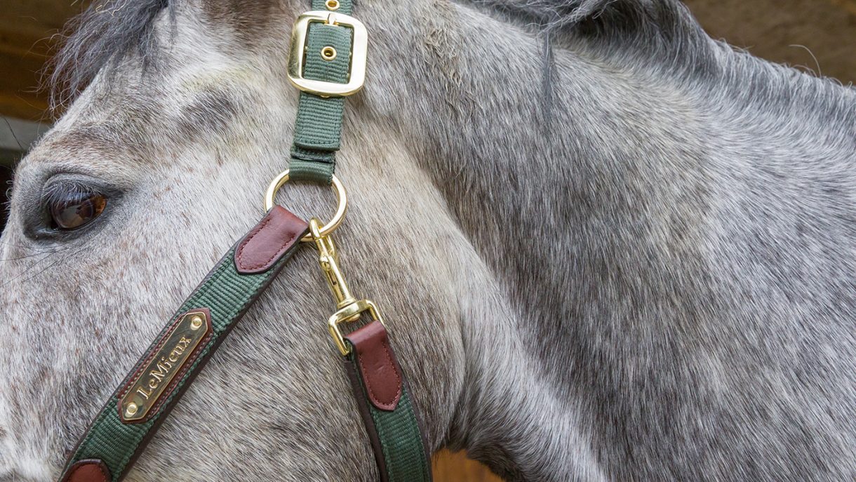 LeMieux Capella headcollar: ‘Everyone on my yard loved this headcollar ...