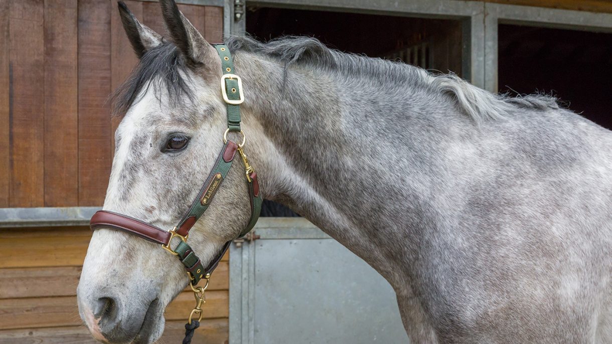 LeMieux Capella headcollar: ‘Everyone on my yard loved this headcollar ...
