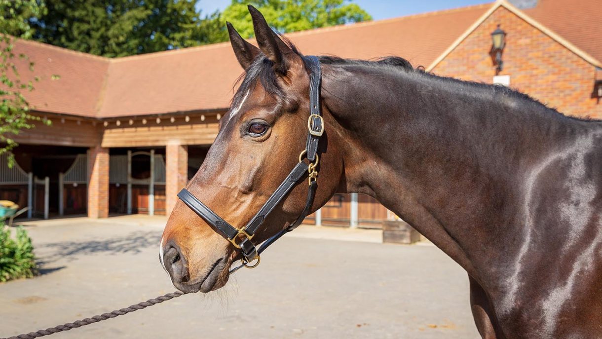 Best leather headcollars for horses | Horse & Hound