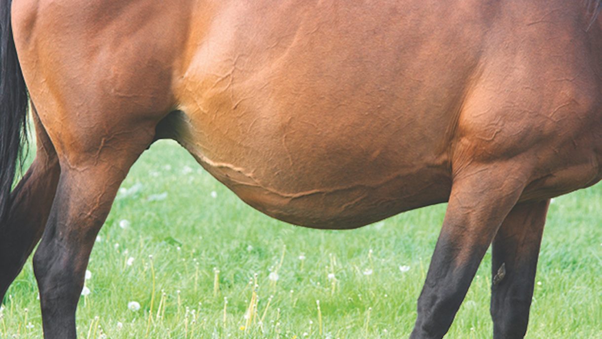 Feeding the pregnant mare - Horse & Hound