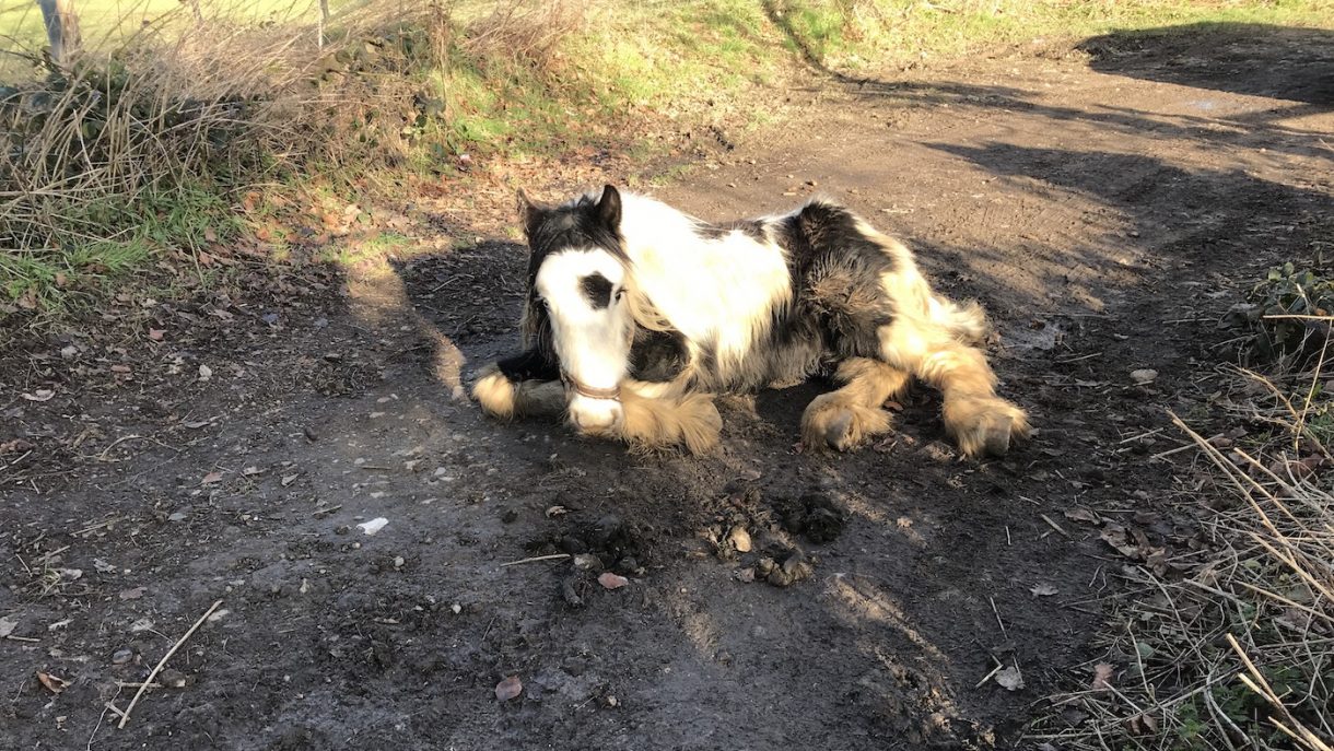 Dying pony dumped too weak to survive was ‘surrounded by love’ in his ...