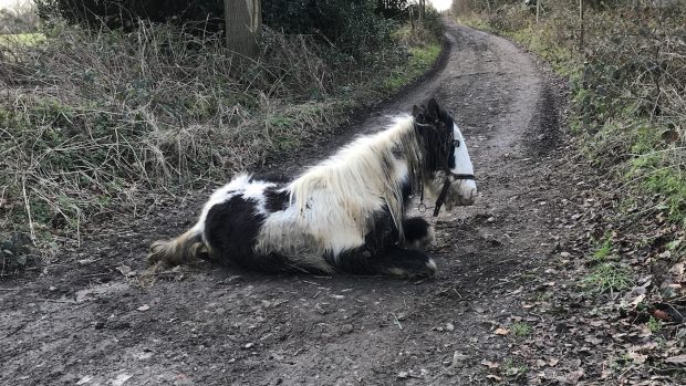 Dying pony dumped too weak to survive was ‘surrounded by love’ in his ...