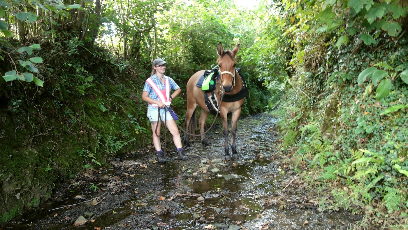 Litter-picking mule helps keep countryside clean - Horse & Hound
