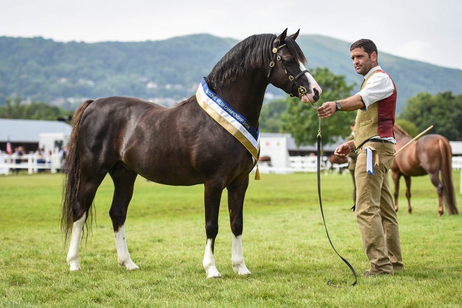 27 stunning show ring moments H&H captured during the 2019 show season ...