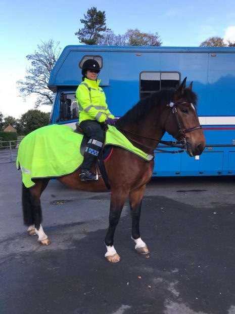 ‘A lady to the end’: farewell to police horse put down aged seven ...