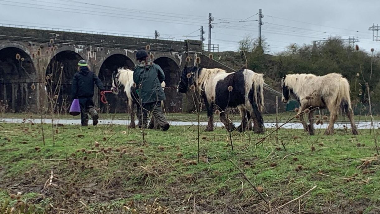 Wellingborough rescue ponies find new homes - Horse & Hound