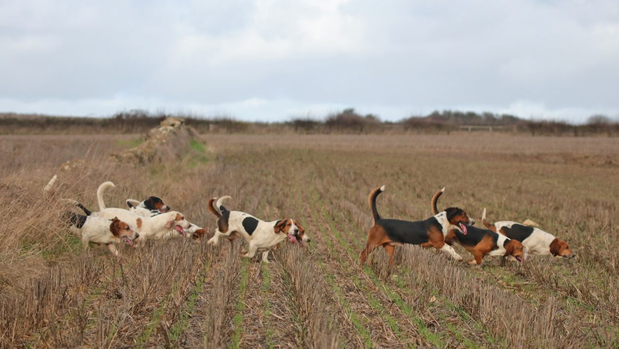 First national basset hunting day hailed a success - Horse & Hound