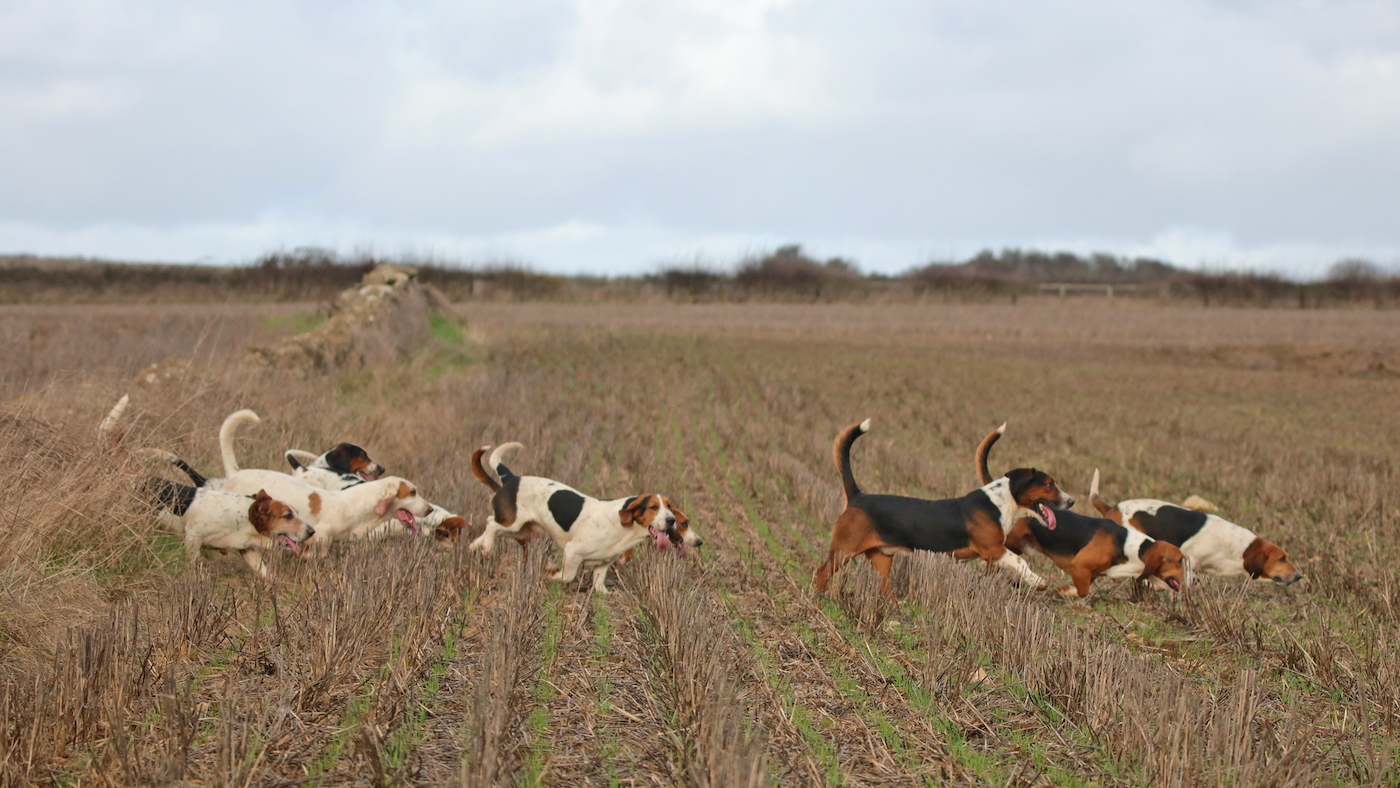 First national basset hunting day hailed a success - Horse & Hound