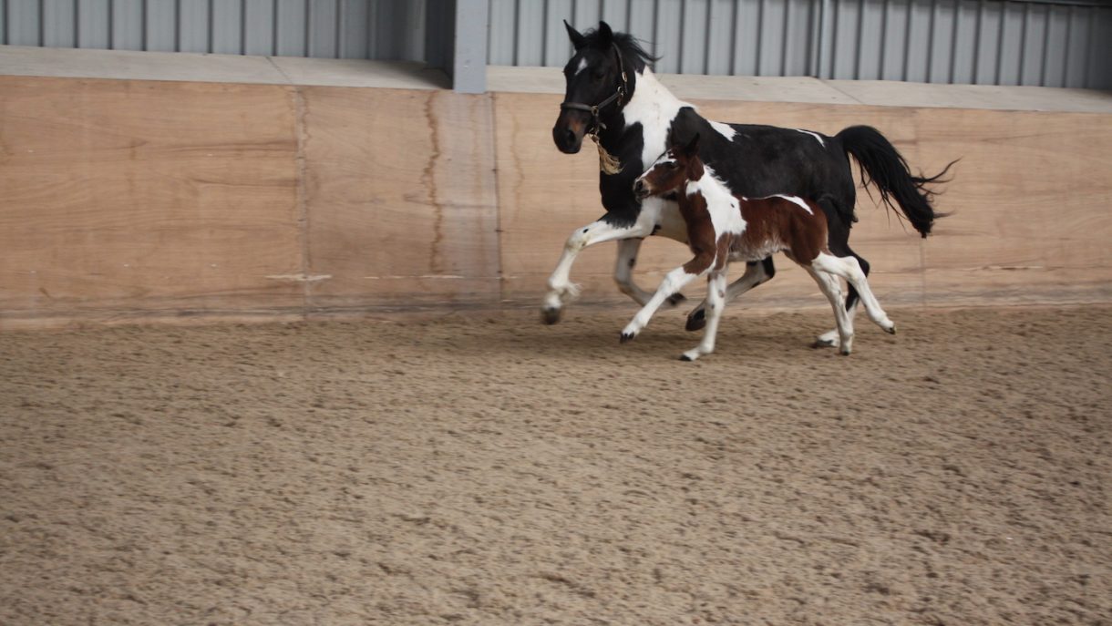 ‘I have never seen ponies this fat’: grossly obese Shetlands rescued by ...