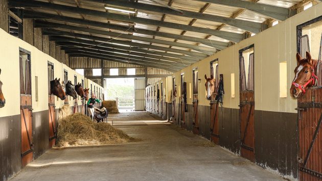 Seven special stallions and a thriving family business: inside the ...