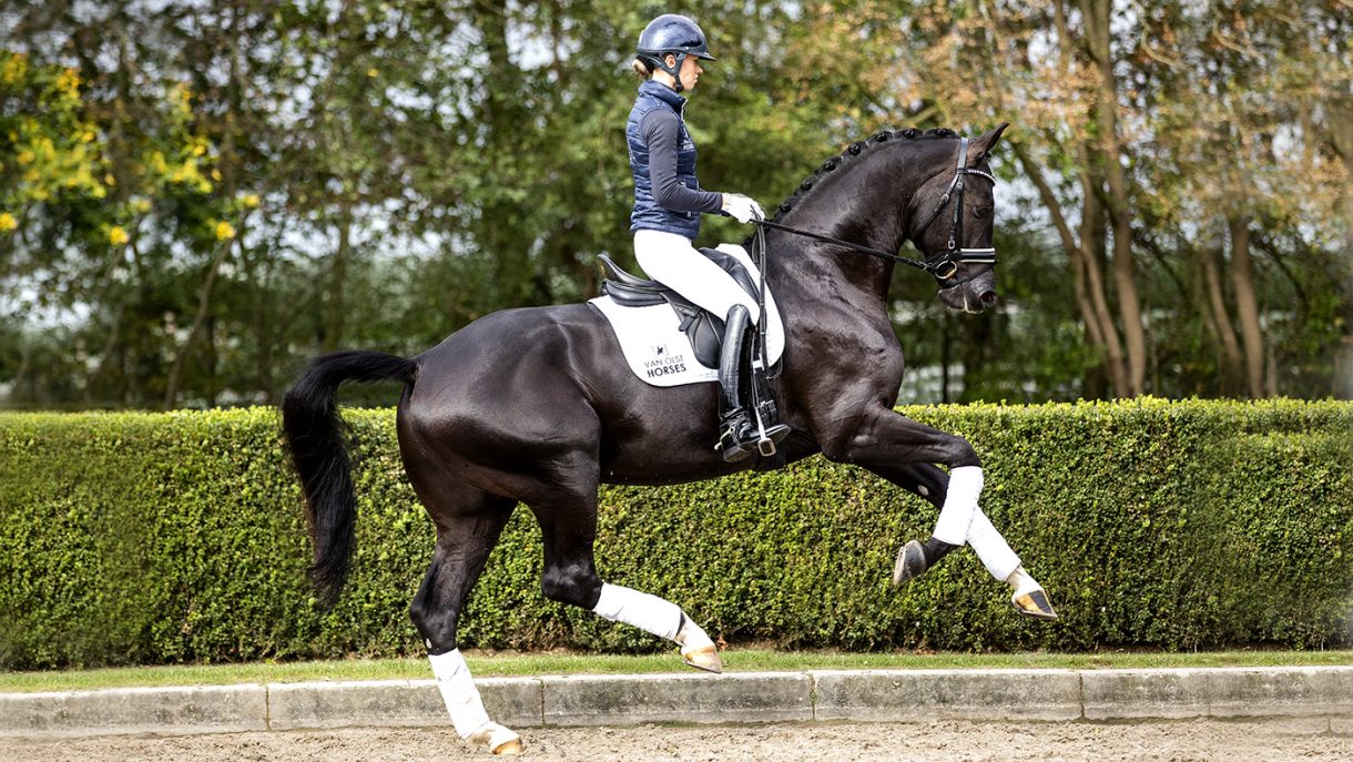 Meet Kjento – the young dressage stallion everybody is talking about