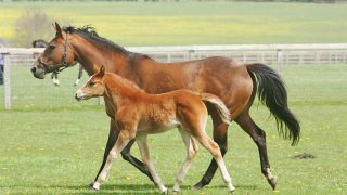 ICSI: what is it and how is it used in sport horse breeding?