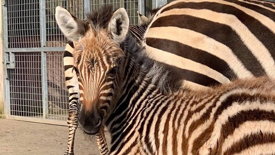 Newborn zebra brings ray of Hope as world battles health crisis - Horse ...