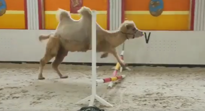 A showjumping camel and 9 other great bits of horsey social media this ...