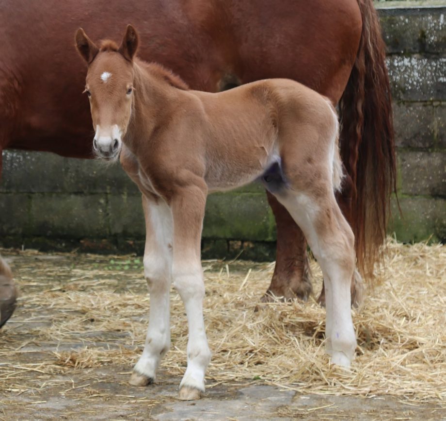 Rare breed foal lifts spirits during ‘dark days’ - Horse & Hound