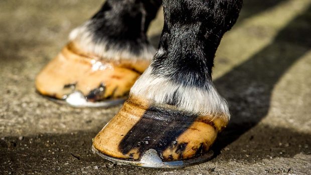Dealing with canker in the horse's hoof - Horse & Hound