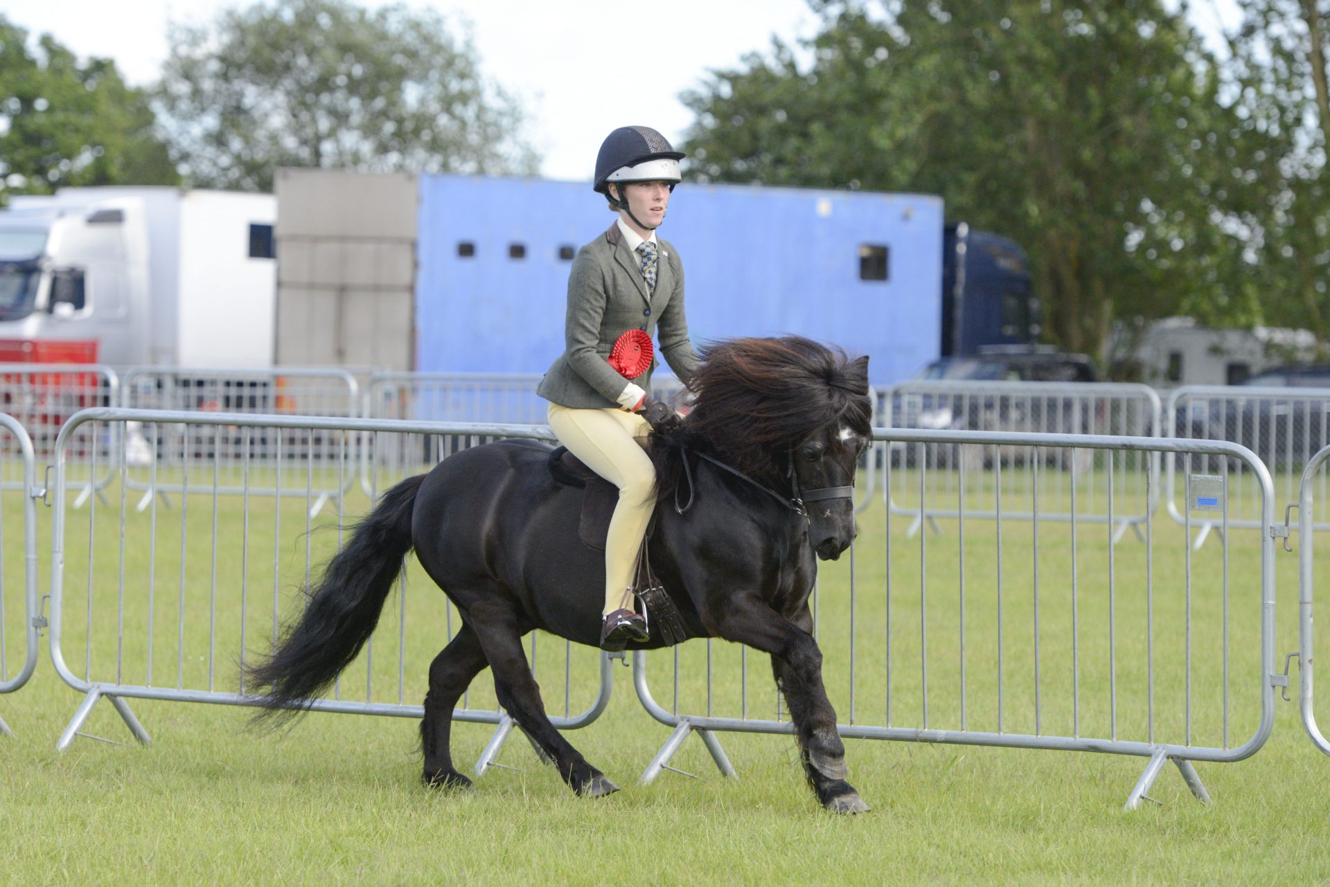 7 Shetland ponies with charisma and cuteness who won last show season ...