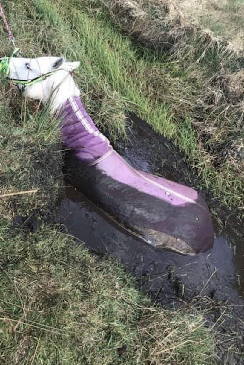 ‘They helped despite everything’: 17 people save pony stuck in ditch ...