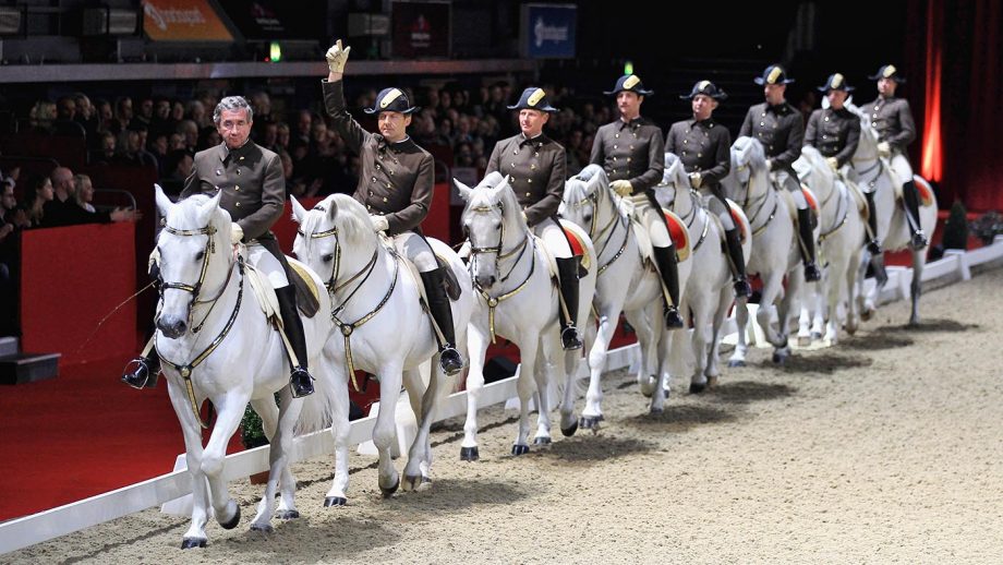 Lipizzaner horse: the oldest pure-bred horse in Europe