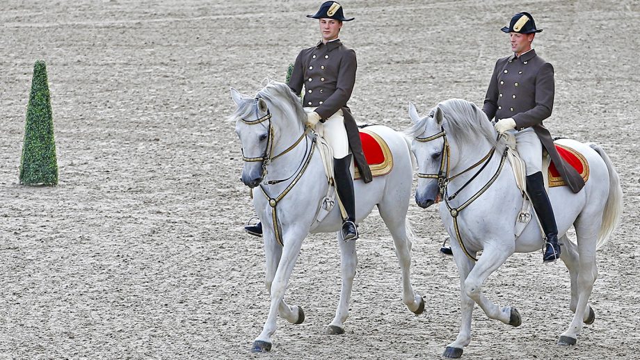 Lipizzaner horse: the oldest pure-bred horse in Europe