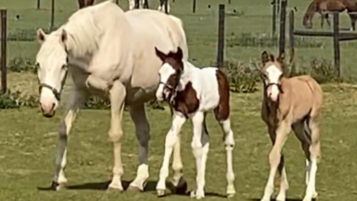Foster cow steps in to mother orphaned foal - Horse & Hound