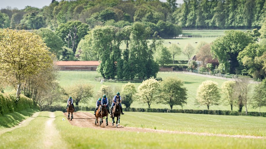 Fancy this impressive 217-acre stud farm in Newmarket with 88 stables ...