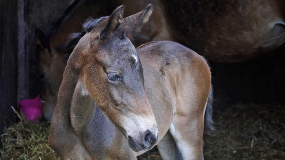 12 utterly gorgeous foals we can’t get enough of - Horse & Hound
