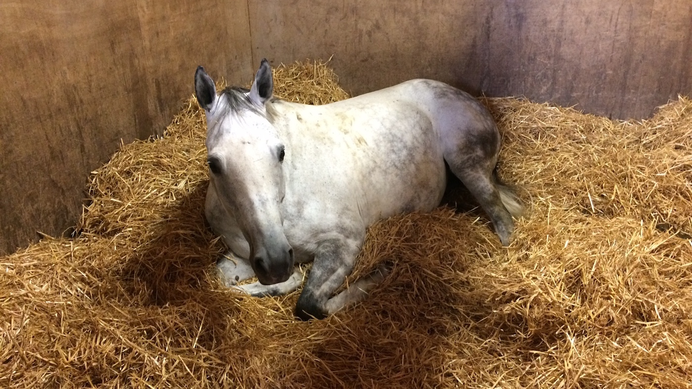 8 (demanding) thoughts of a pampered stabled horse this winter - Horse ...