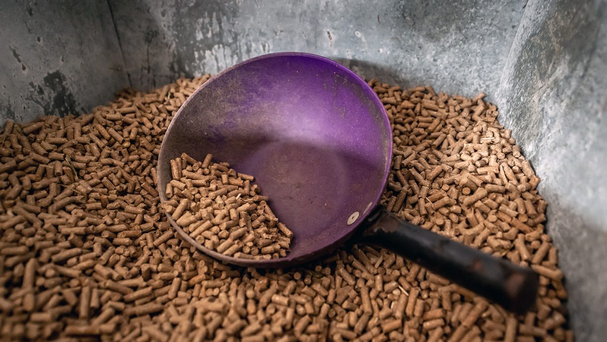 Oil for horses: the benefits of adding oil to the feed