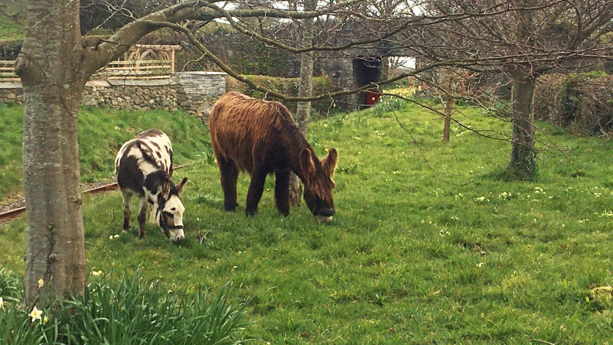 Donkeys step up to take on vital rail maintenance during lockdown ...